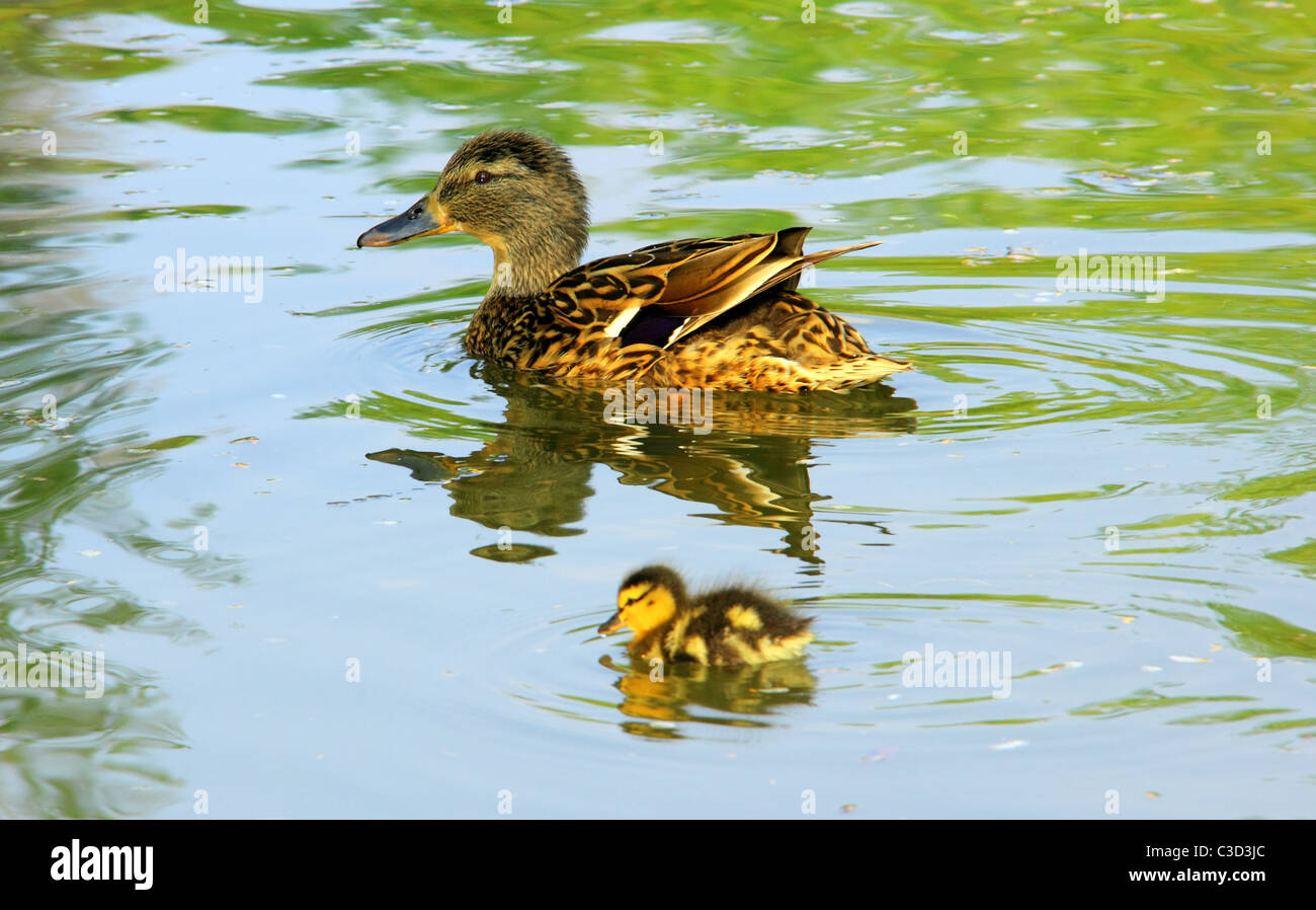 Brown fowl -Fotos und -Bildmaterial in hoher Auflösung – Alamy