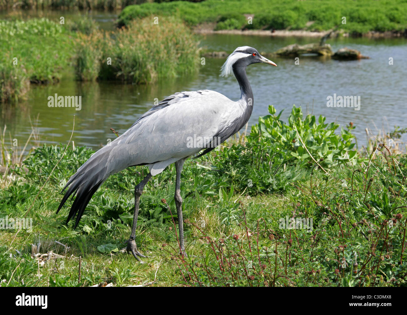 Kranich von eurasien -Fotos und -Bildmaterial in hoher Auflösung – Alamy