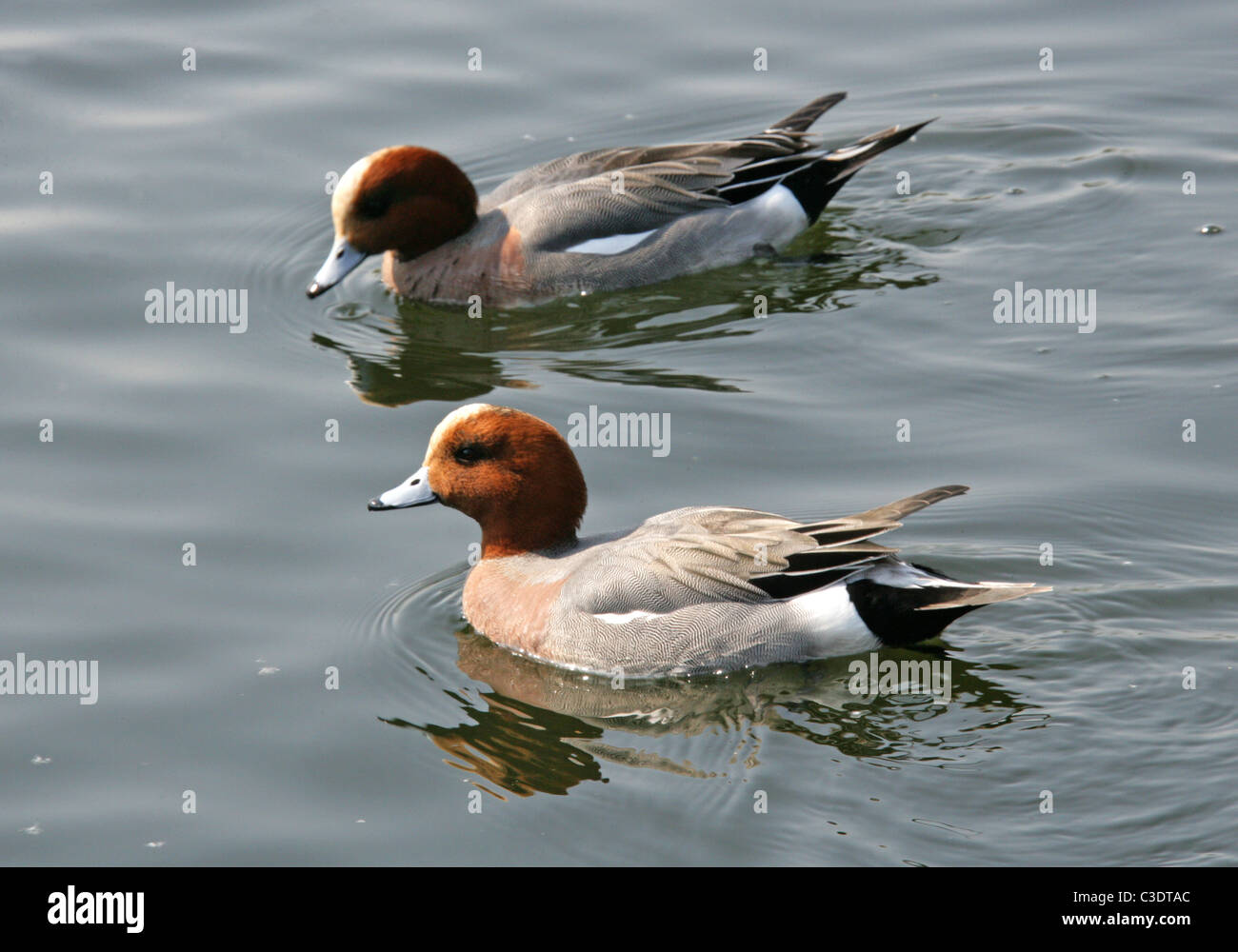 Eurasian Wigeon, Anas Penelope, Anatidae, Anseriformes. Zwei männliche ...