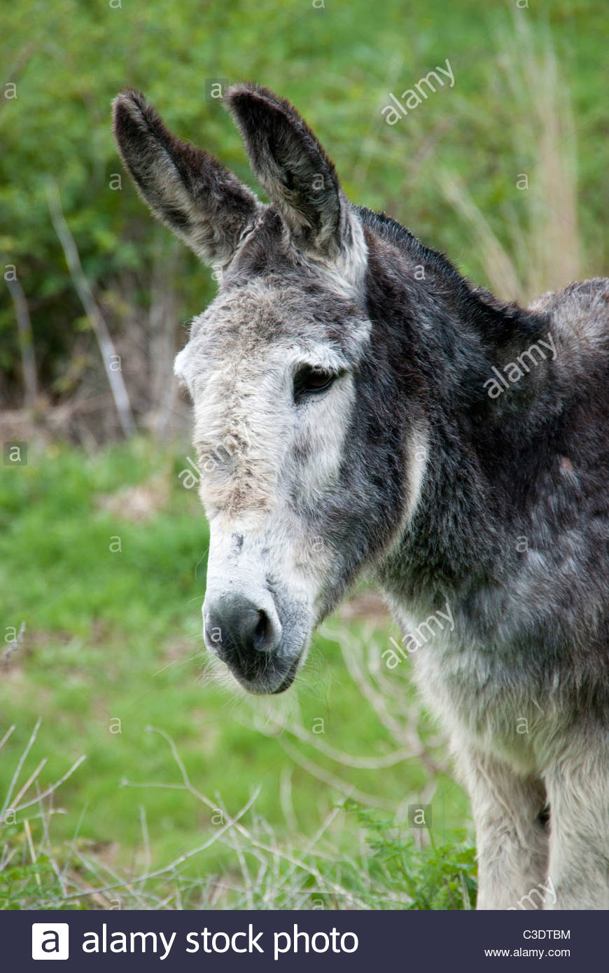 Esel Kopf Stockfotos & Esel Kopf Bilder - Alamy