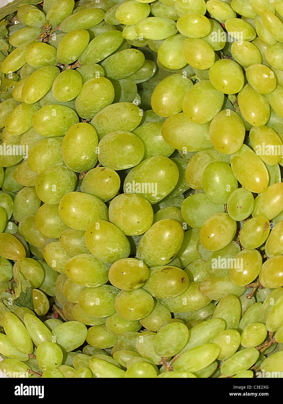 Vitis vinifera -Fotos und -Bildmaterial in hoher Auflösung – Alamy