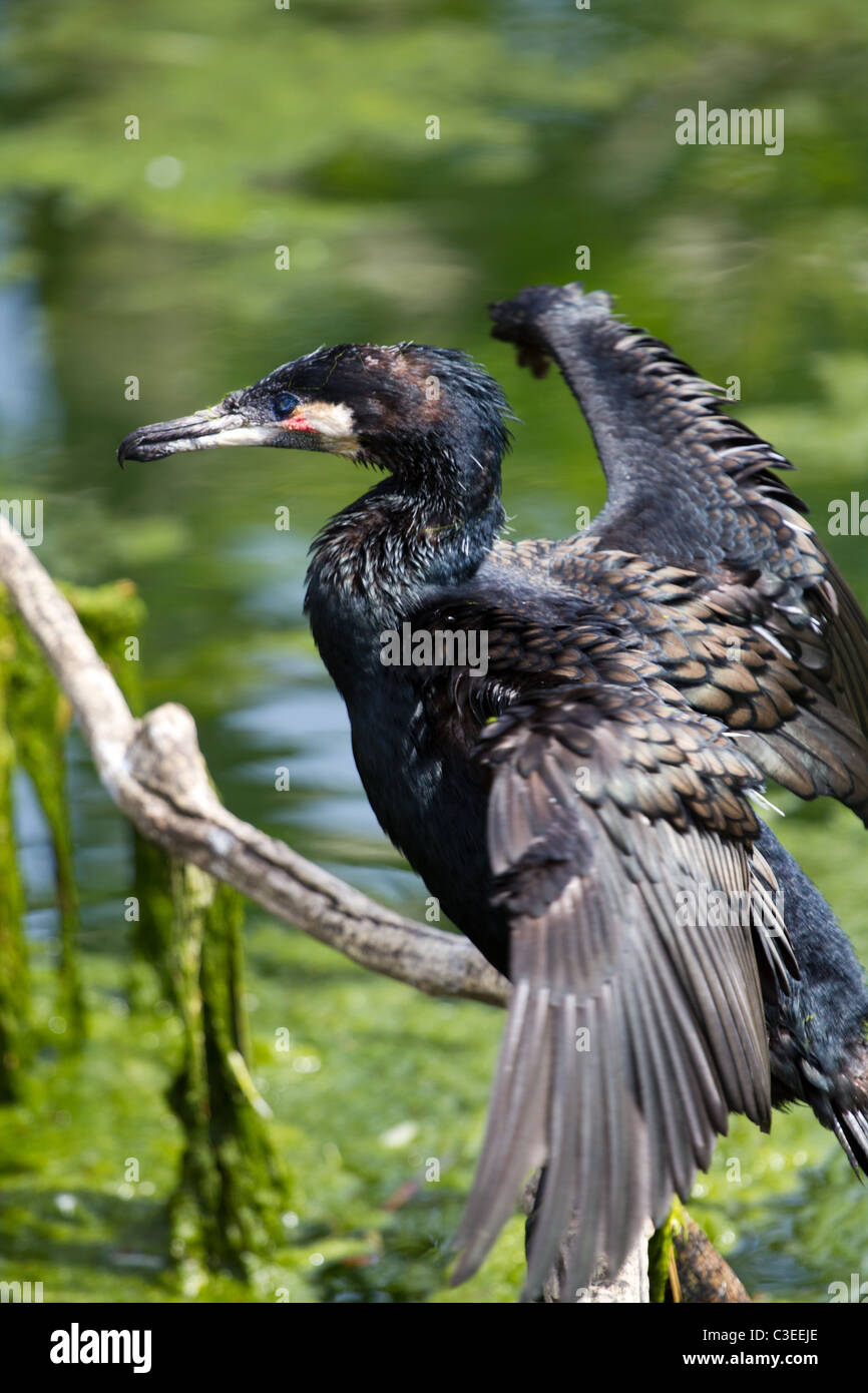 See Victoria Barsch Stockfotos und -bilder Kaufen - Alamy