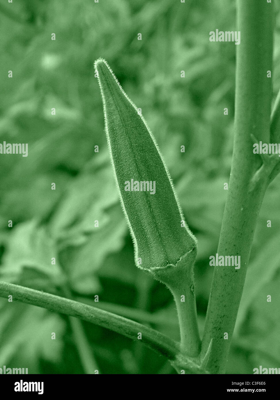 Fetter finger -Fotos und -Bildmaterial in hoher Auflösung – Alamy