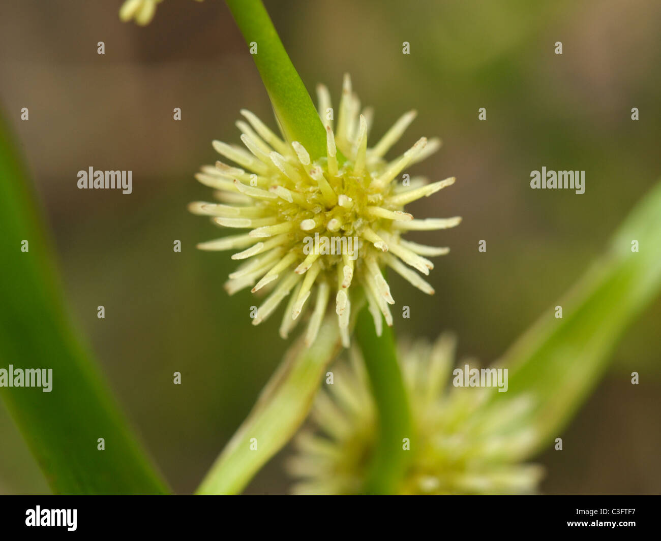 Mindestens bur reed -Fotos und -Bildmaterial in hoher Auflösung – Alamy