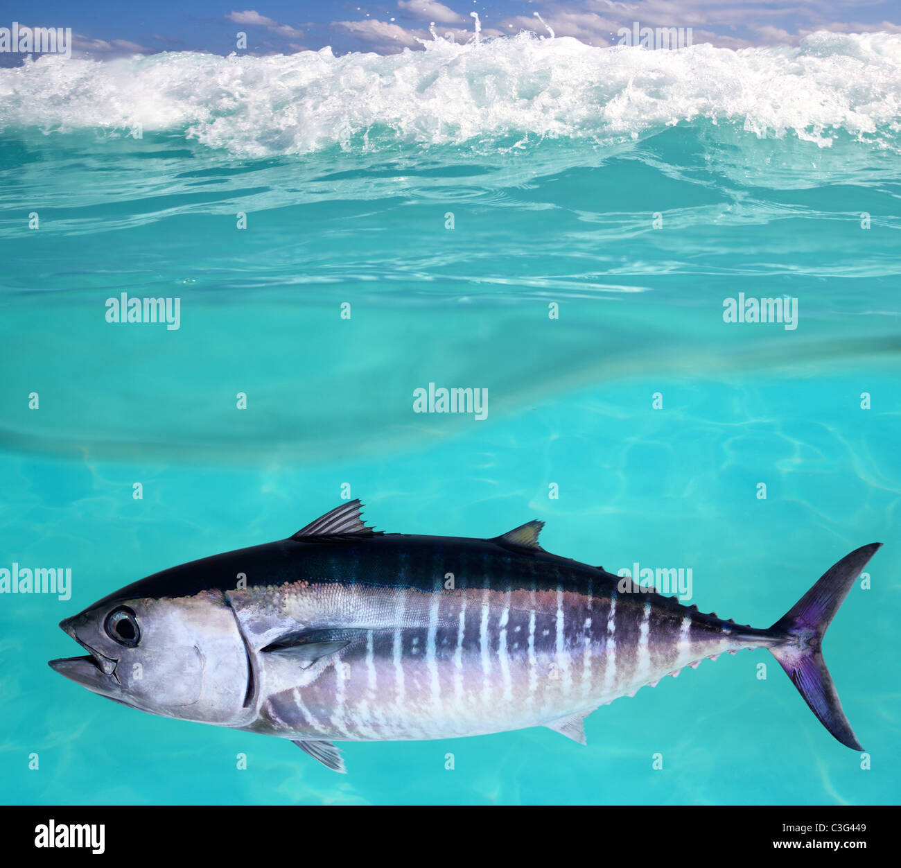 Game fishing marine tuna food silver -Fotos und -Bildmaterial in hoher ...