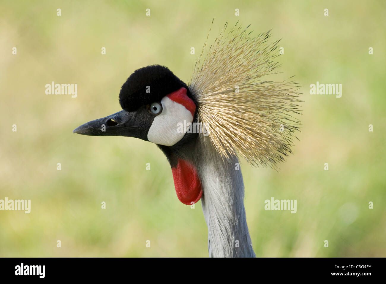 Prominente krone -Fotos und -Bildmaterial in hoher Auflösung – Alamy