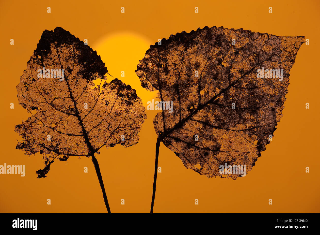 Pappel blatt skelett -Fotos und -Bildmaterial in hoher Auflösung – Alamy