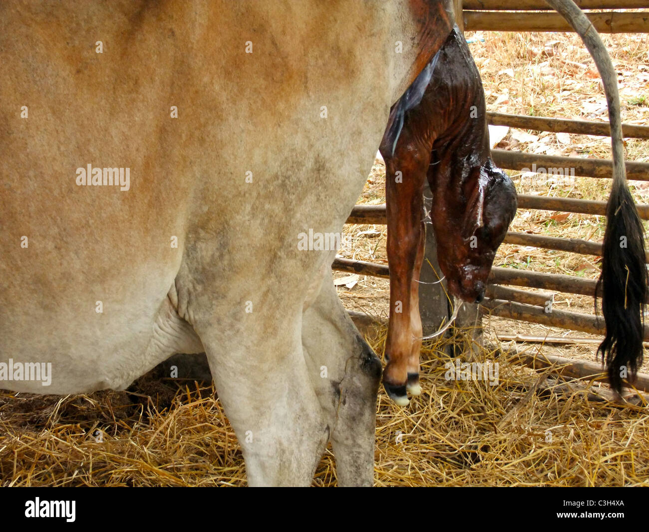 Cattle birth of calf -Fotos und -Bildmaterial in hoher Auflösung – Alamy