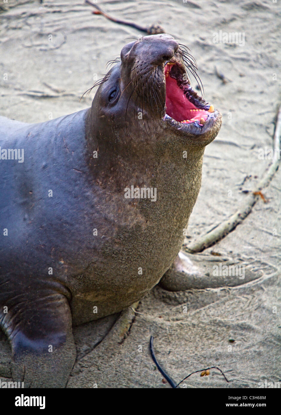 See elefant -Fotos und -Bildmaterial in hoher Auflösung – Alamy