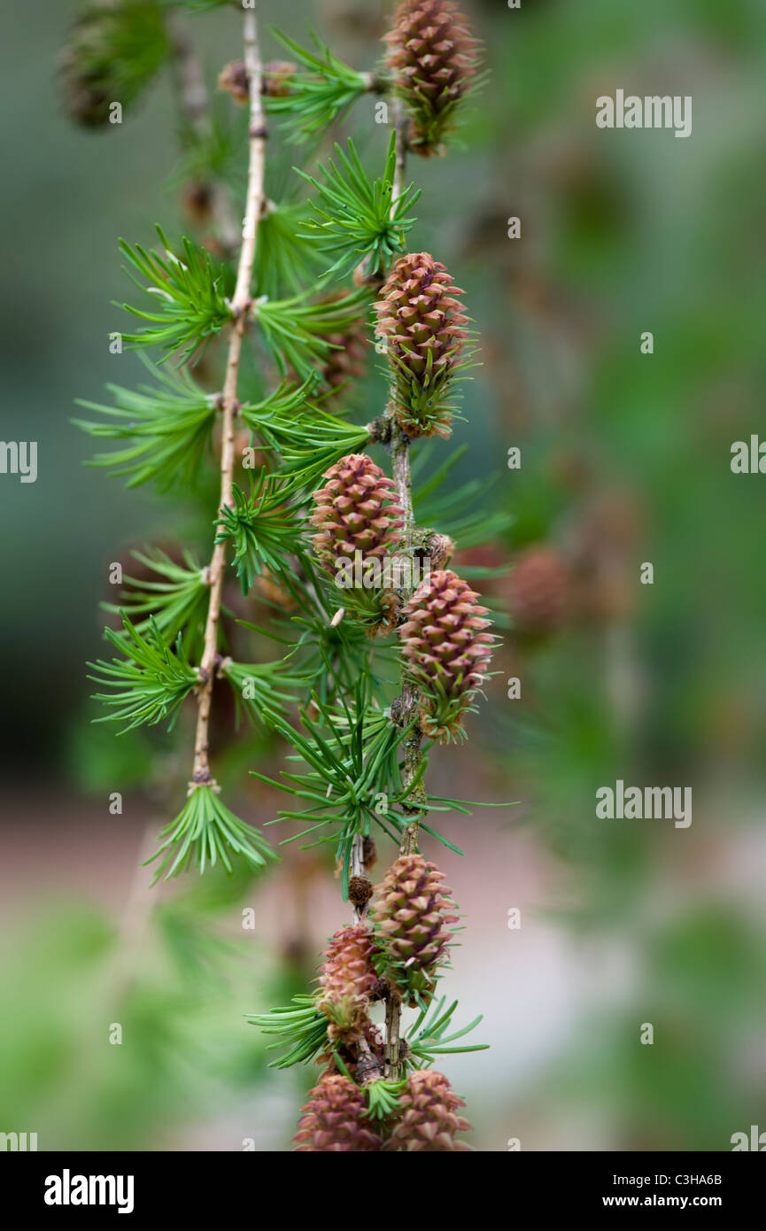 Kleine Zapfen der Larix Decidua - Europäische Lärche Baum ...