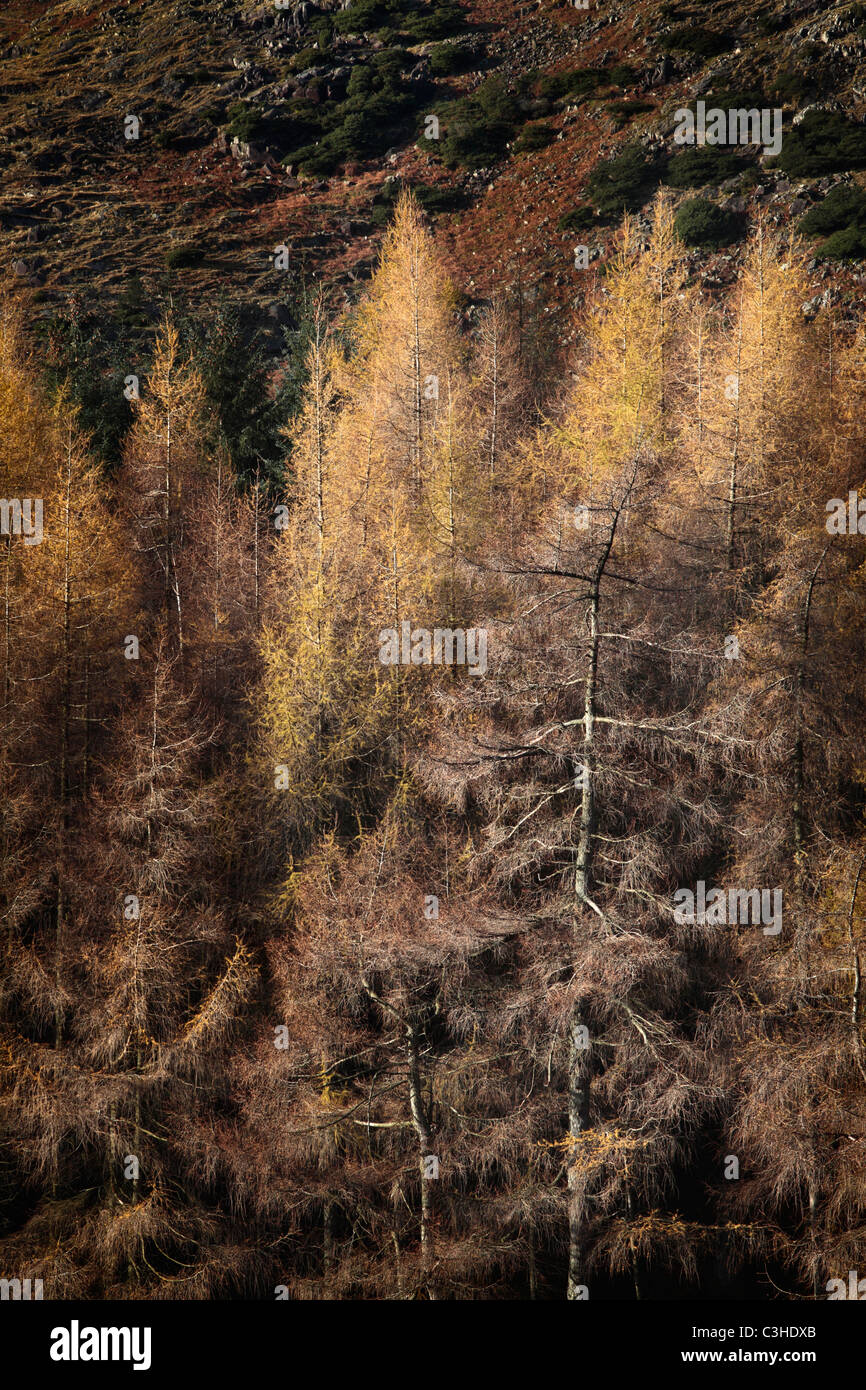 Goldenen Spätherbst Lärchen am Fuße des Blake Rigg in der Nähe von Blea ...