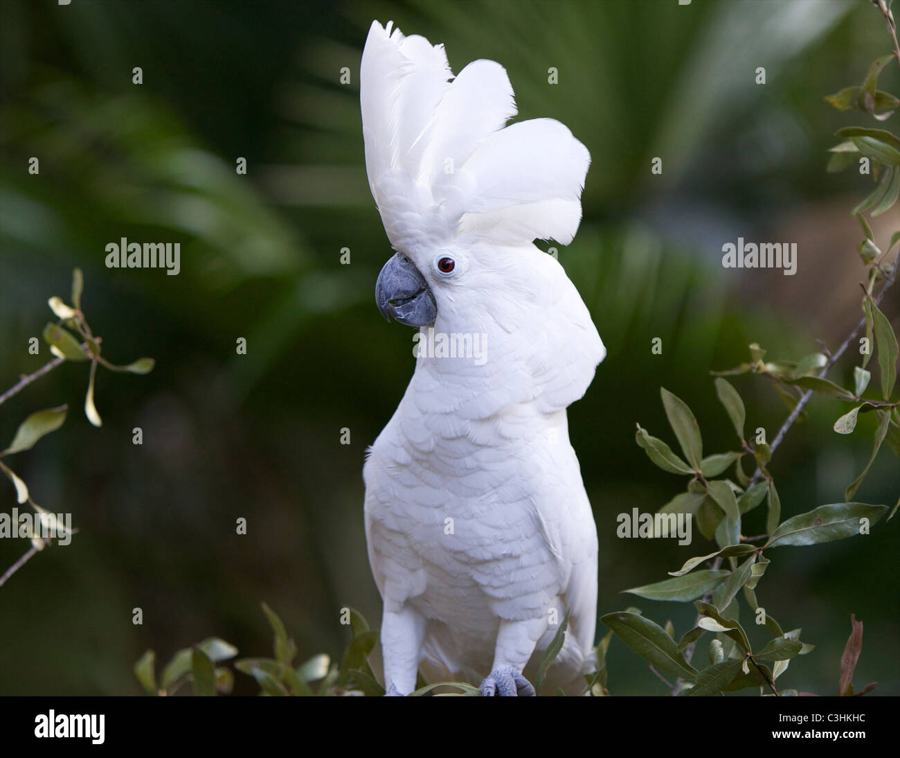 Weiße Kakadu (Cacatua Alba) mit ihren Wappen angehoben. Die roten Augen ... Weiße Kakadu (Cacatua Alba) mit ihren Wappen angehoben. Die roten Augen ...
