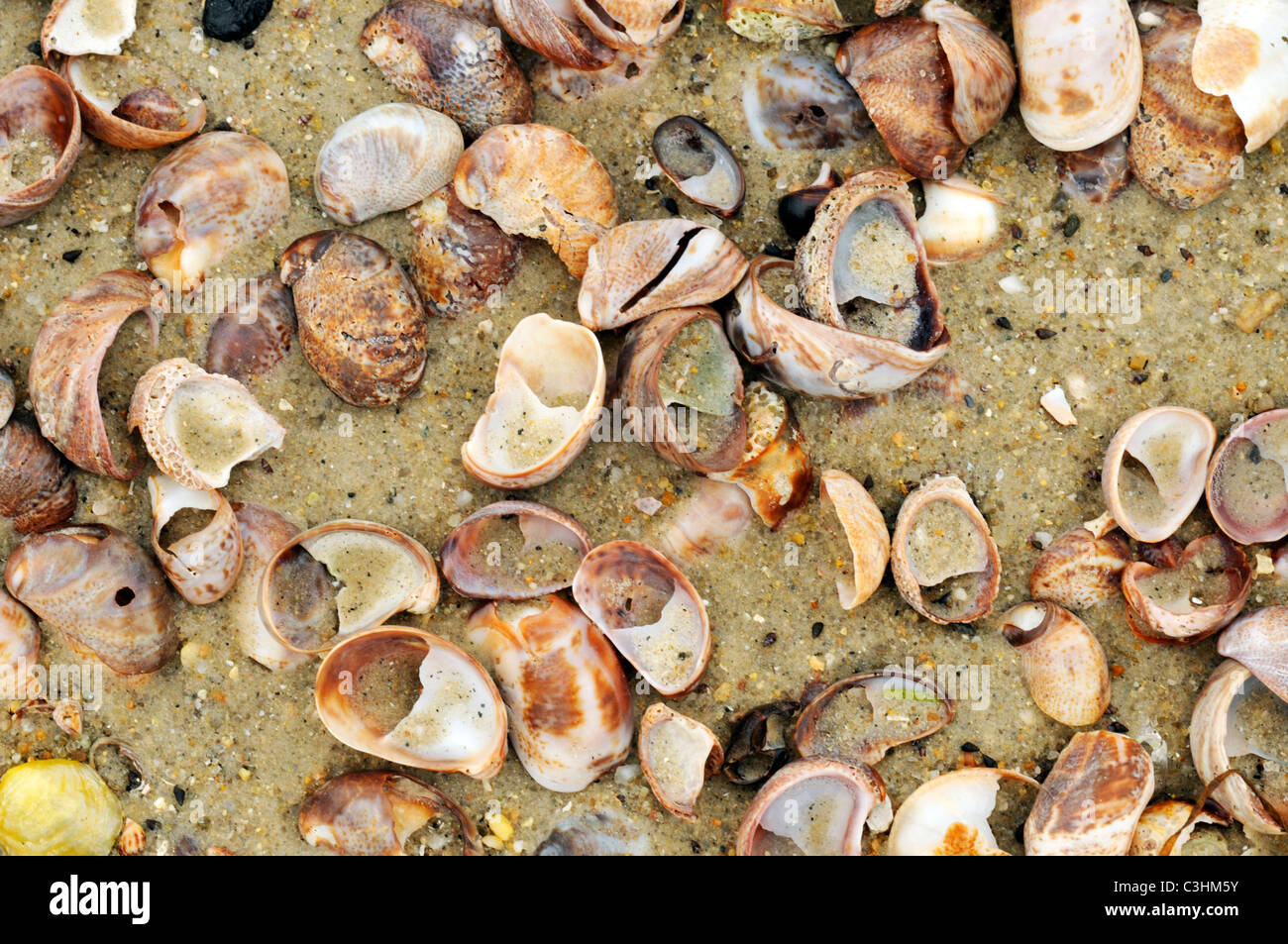 Kinds Of Sea Shells Stockfotos und -bilder Kaufen - Alamy