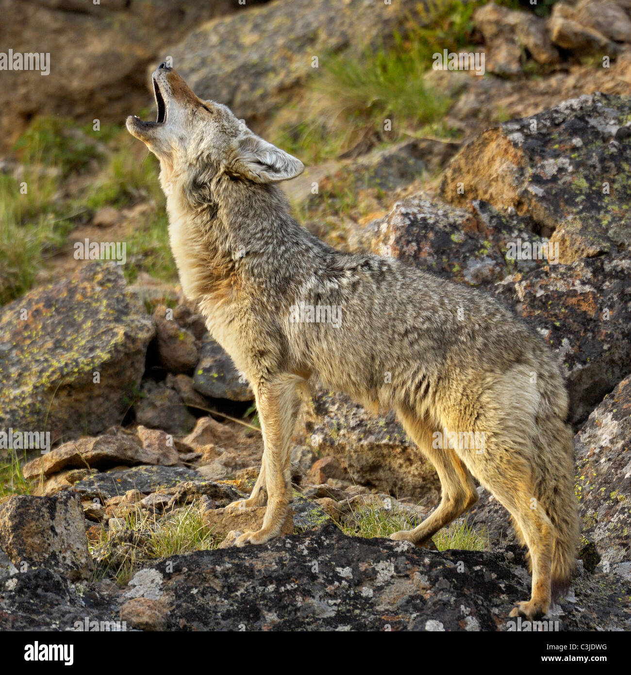 Heulende wildnis -Fotos und -Bildmaterial in hoher Auflösung – Alamy
