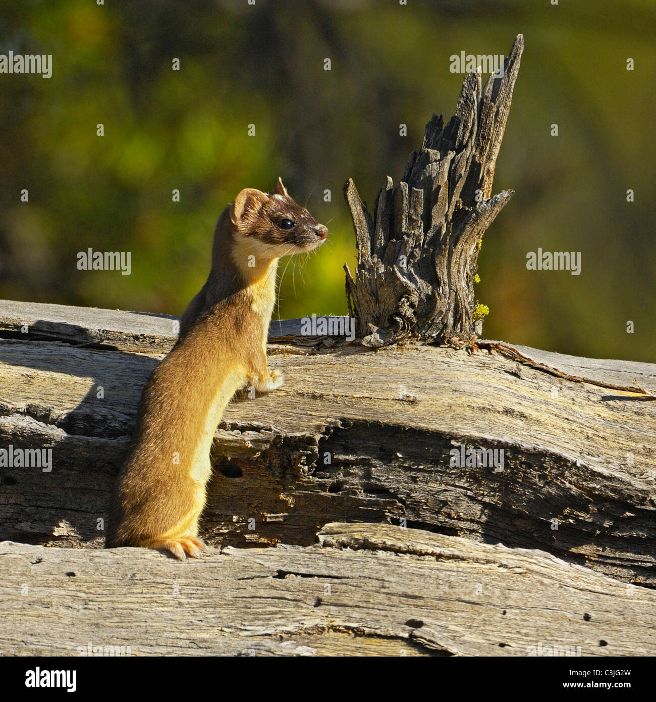 Long tailed weasel -Fotos und -Bildmaterial in hoher Auflösung – Alamy