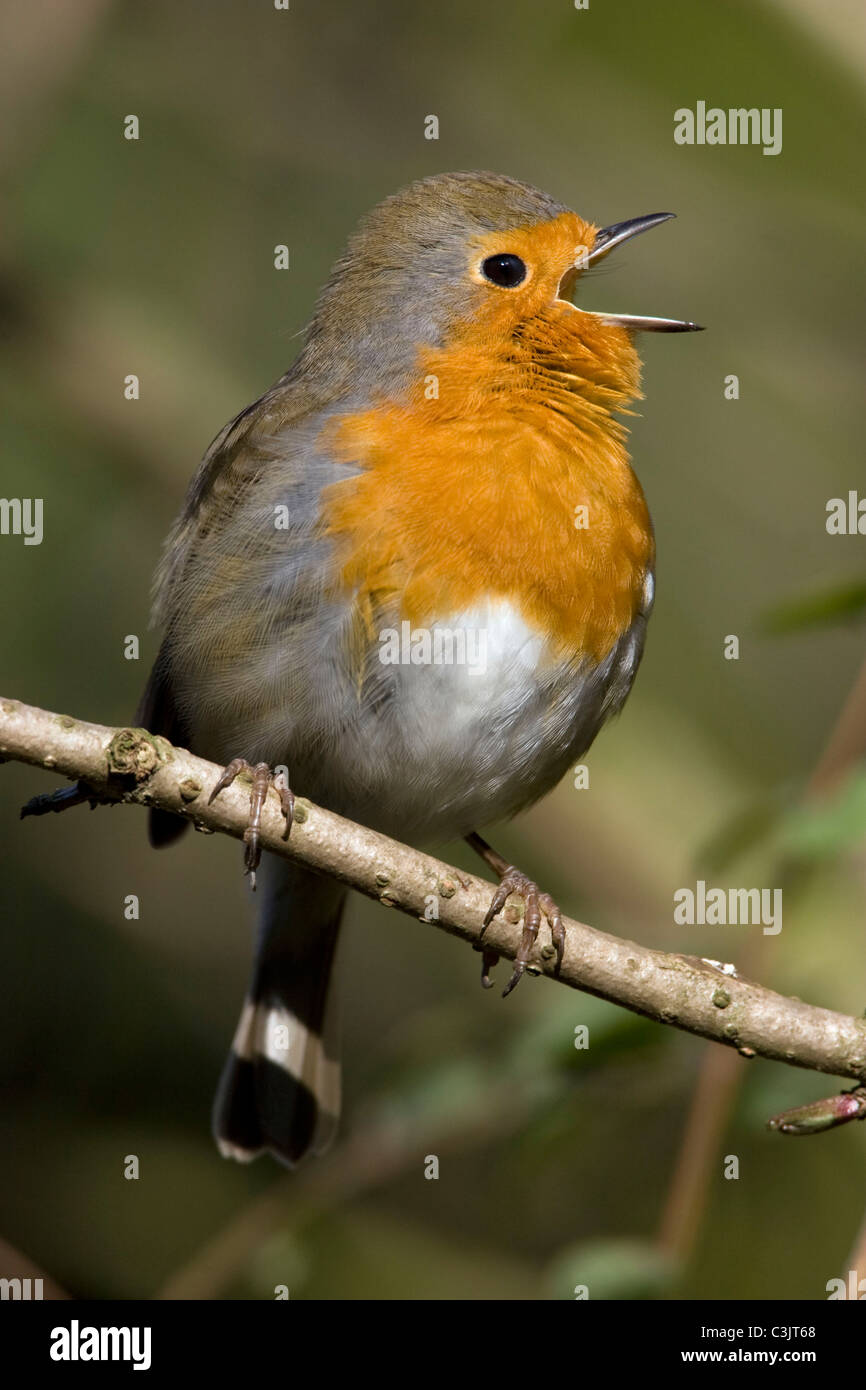 Rotkelchen, Singendes, Rotkehlchen, Erithacus Rubecula, Gesang ...