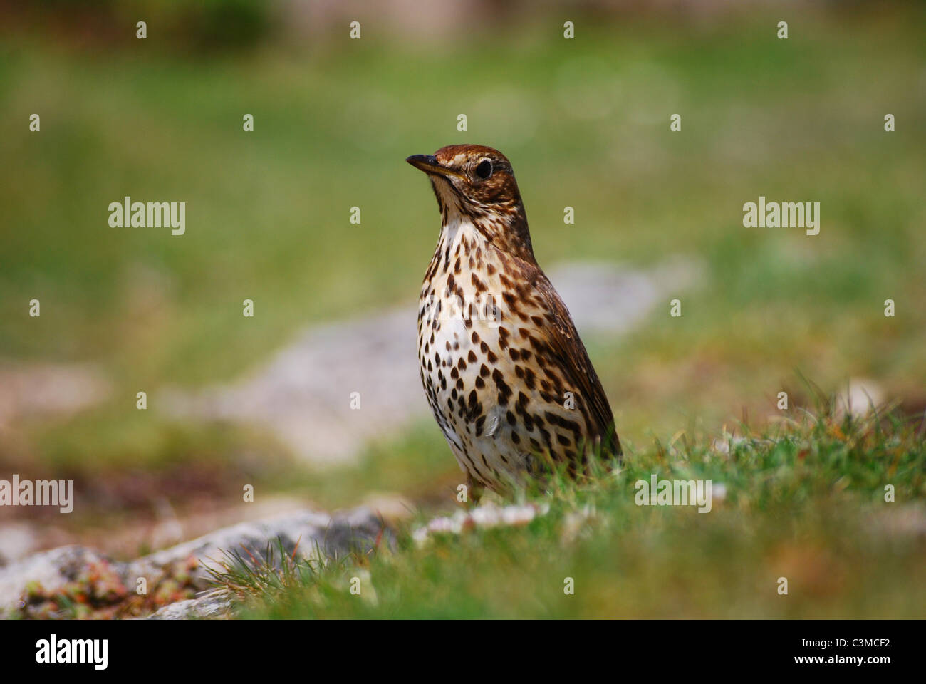 Singdrossel flug -Fotos und -Bildmaterial in hoher Auflösung – Alamy