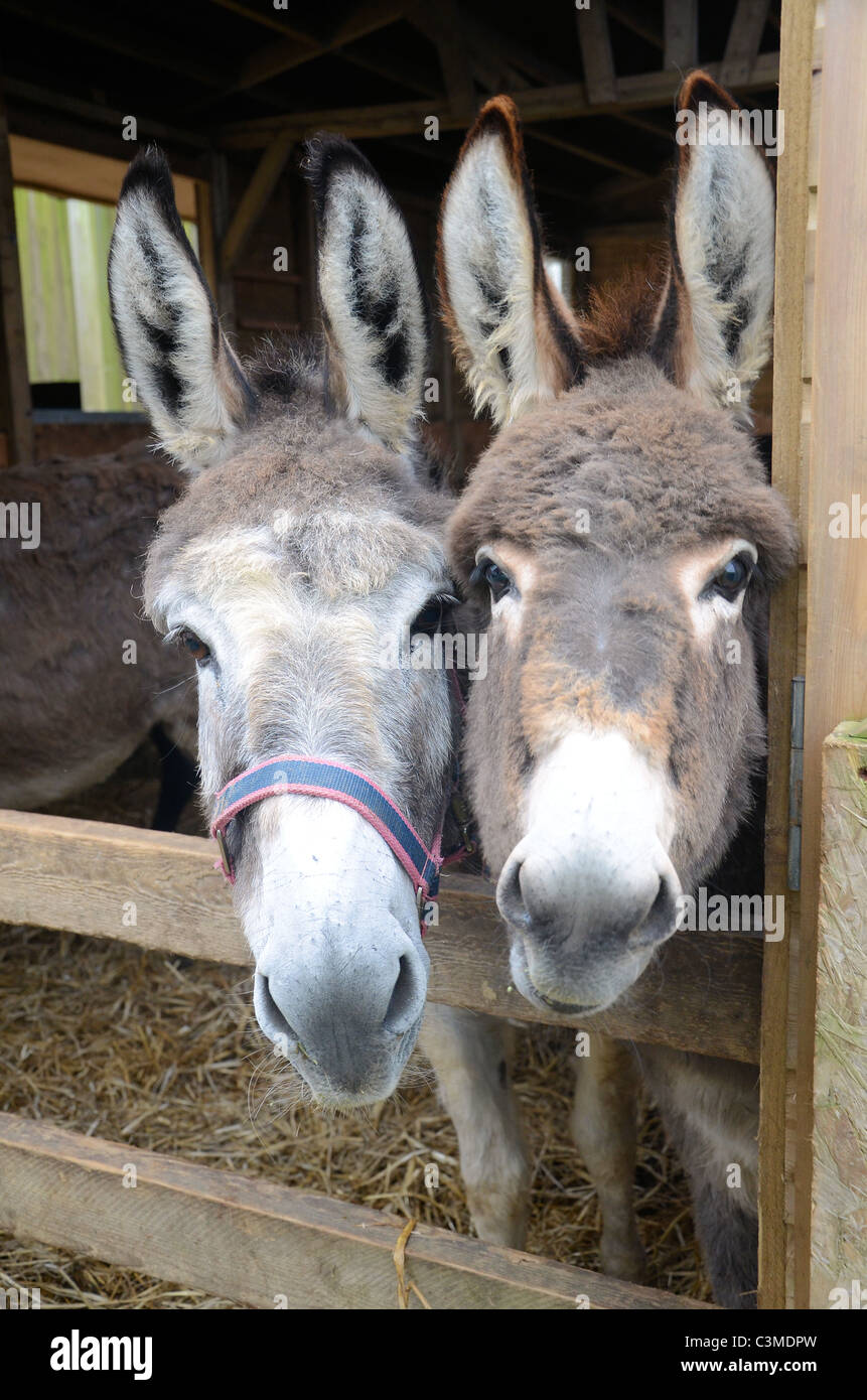 Zwei Esel im Stall Stockfotografie - Alamy