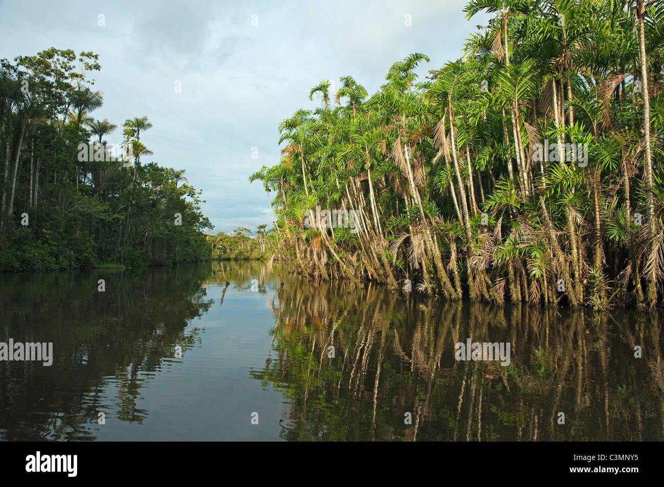 Amazonas regenwald und peru -Fotos und -Bildmaterial in hoher Auflösung ...