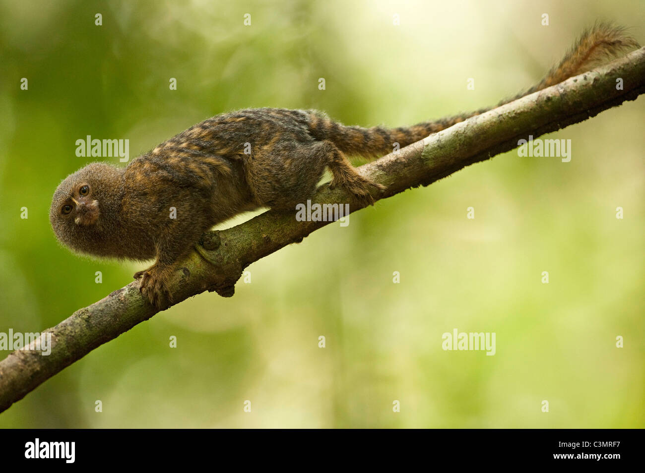 Cebuella pygmaea amazonas primat -Fotos und -Bildmaterial in hoher ...