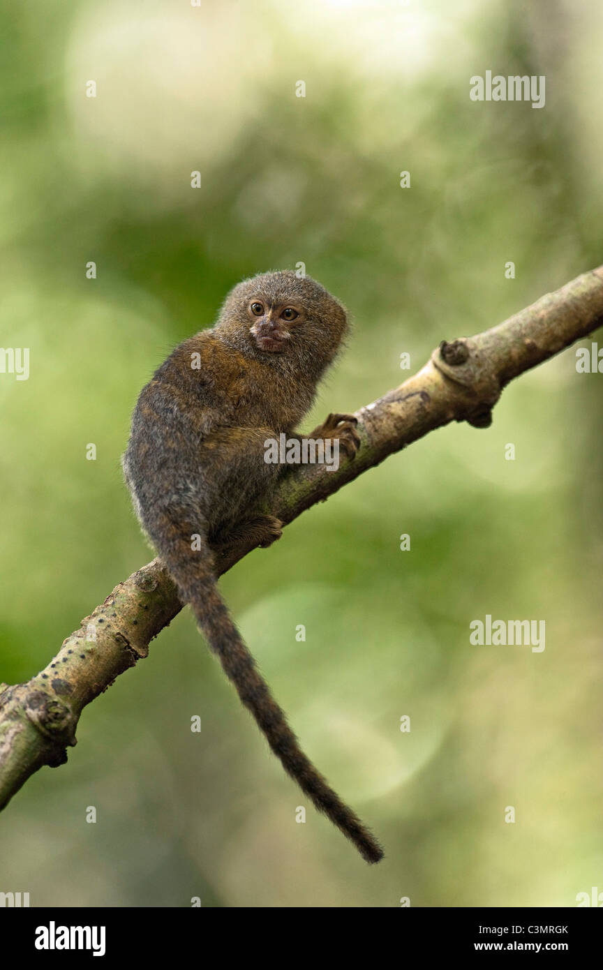 Pygmy Marmoset (Callithrix Pygmaea, Cebuella Pygmaea). Kleinste echte ...