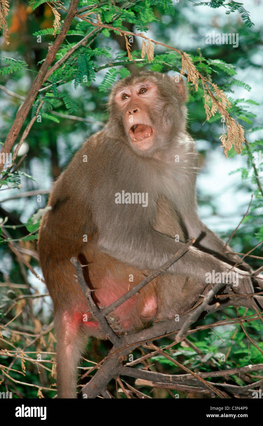 Rhesus-Makaken-Affen (Macaca Mulatta: Cercopithecidae) männlich, Indien ...