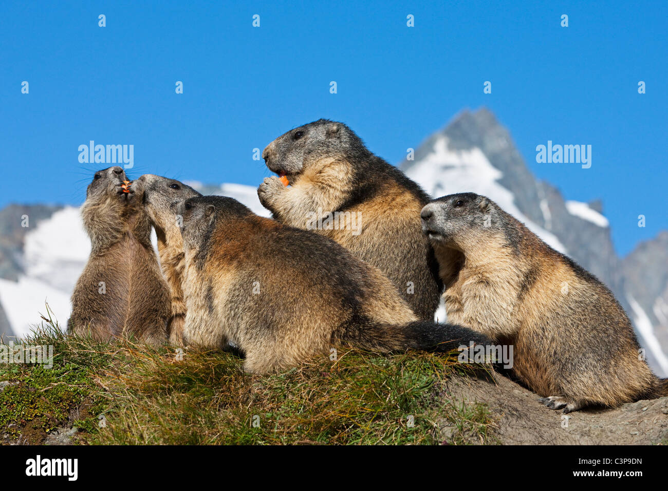 Österreich, Großglockner, Alpine Murmeltiere (Marmota Marmota Stockfotografie - Alamy