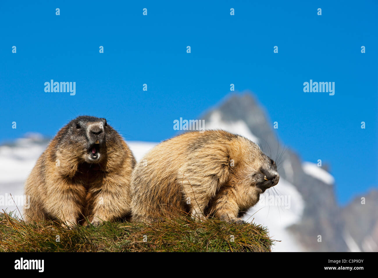 Österreich, Großglockner, Alpine Murmeltiere (Marmota Marmota Stockfotografie - Alamy