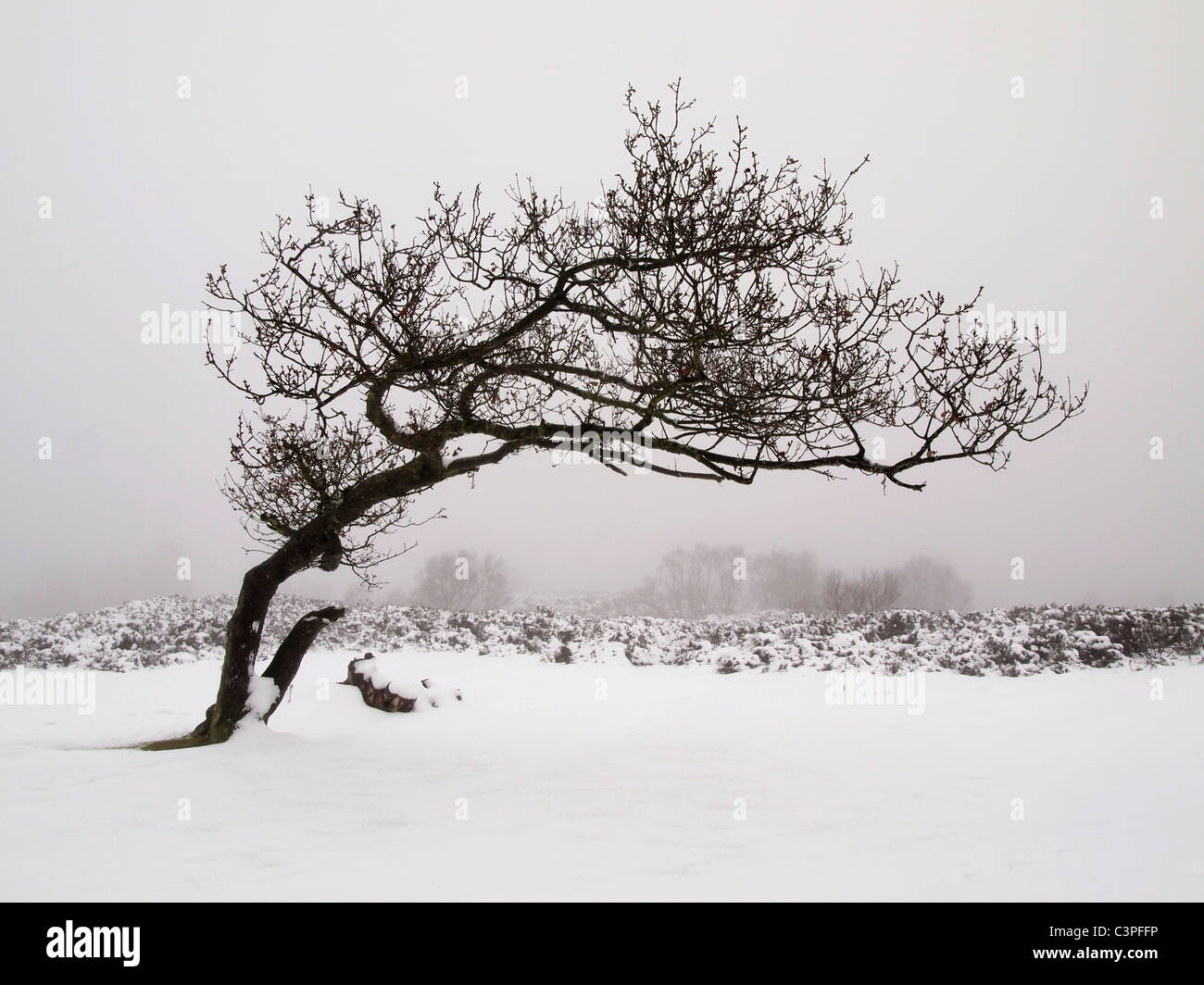 Stanton moorbaum -Fotos und -Bildmaterial in hoher Auflösung – Alamy