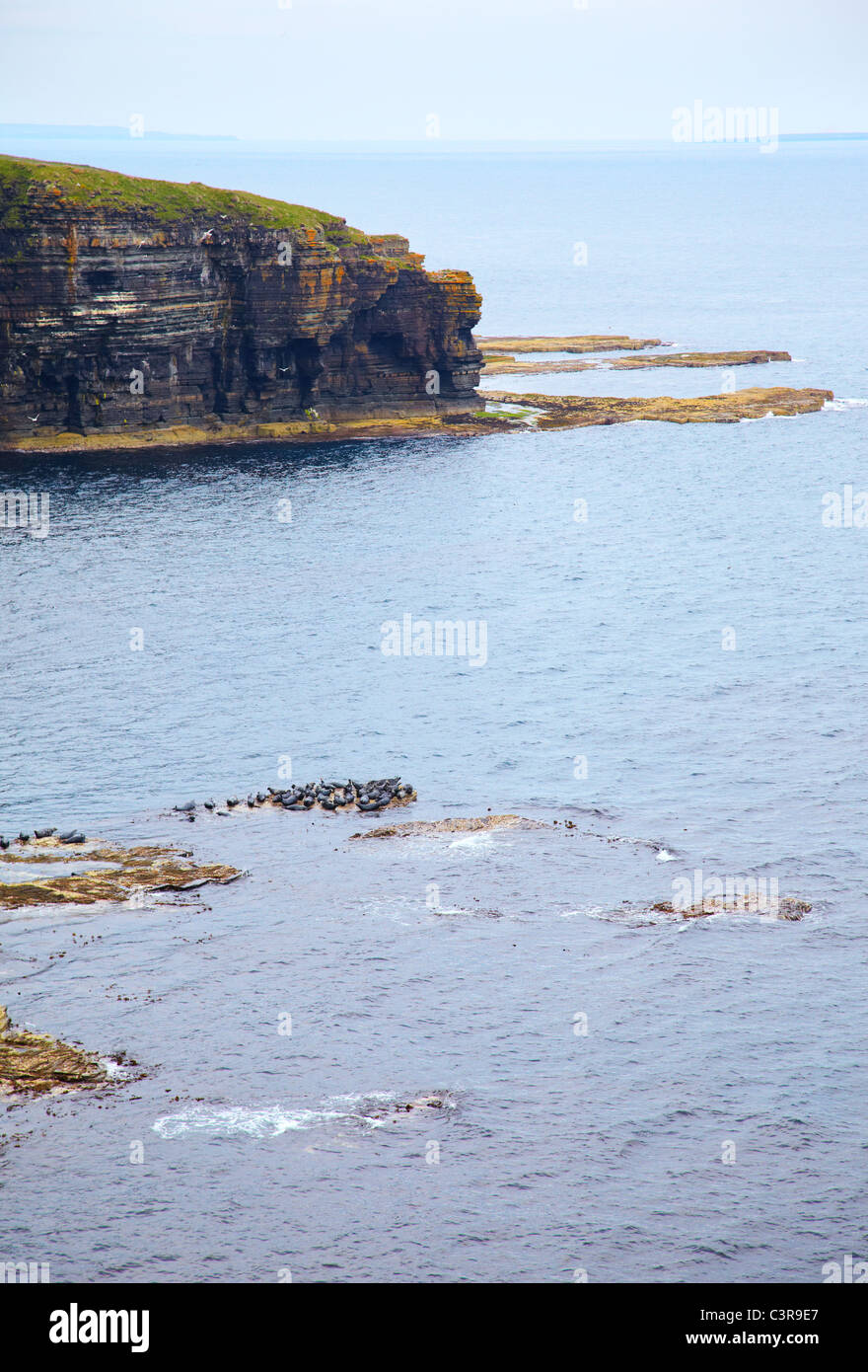 Blick auf Klippen auf Nord-östlich von Schottland mit Grey Seal rookery ...