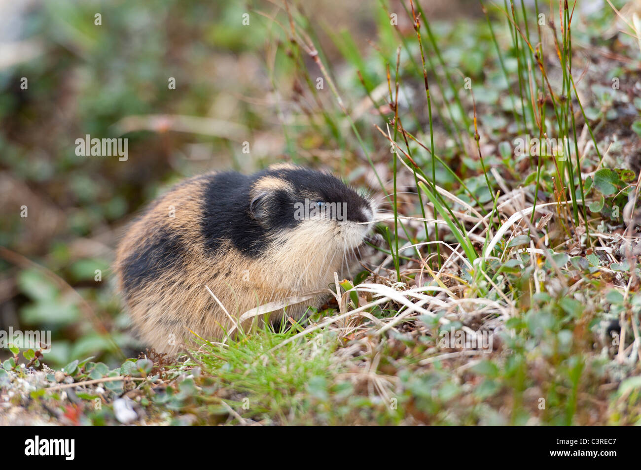 Lemming lemmings -Fotos und -Bildmaterial in hoher Auflösung – Alamy