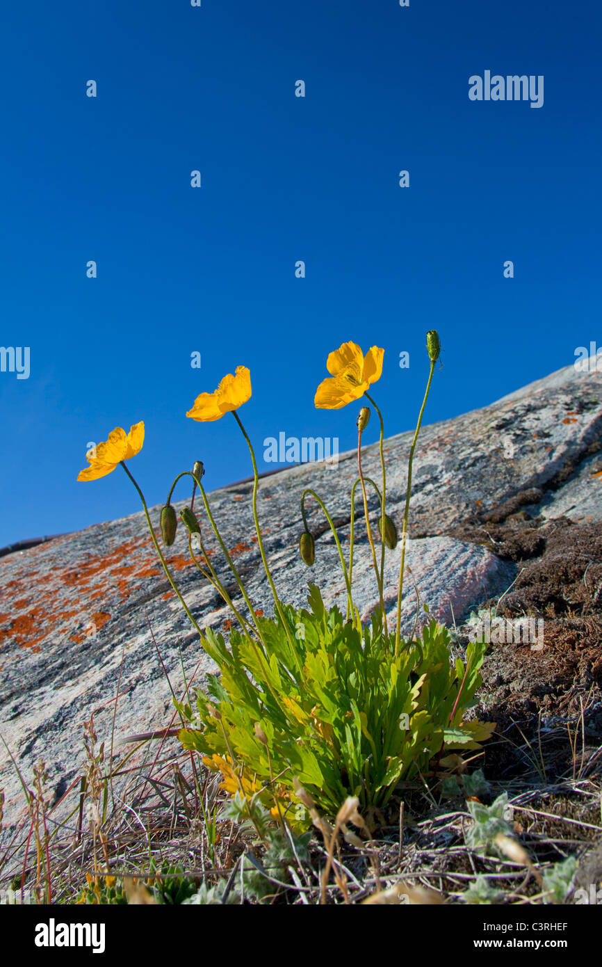 Wurzel mohn papaver radicatum -Fotos und -Bildmaterial in hoher ...