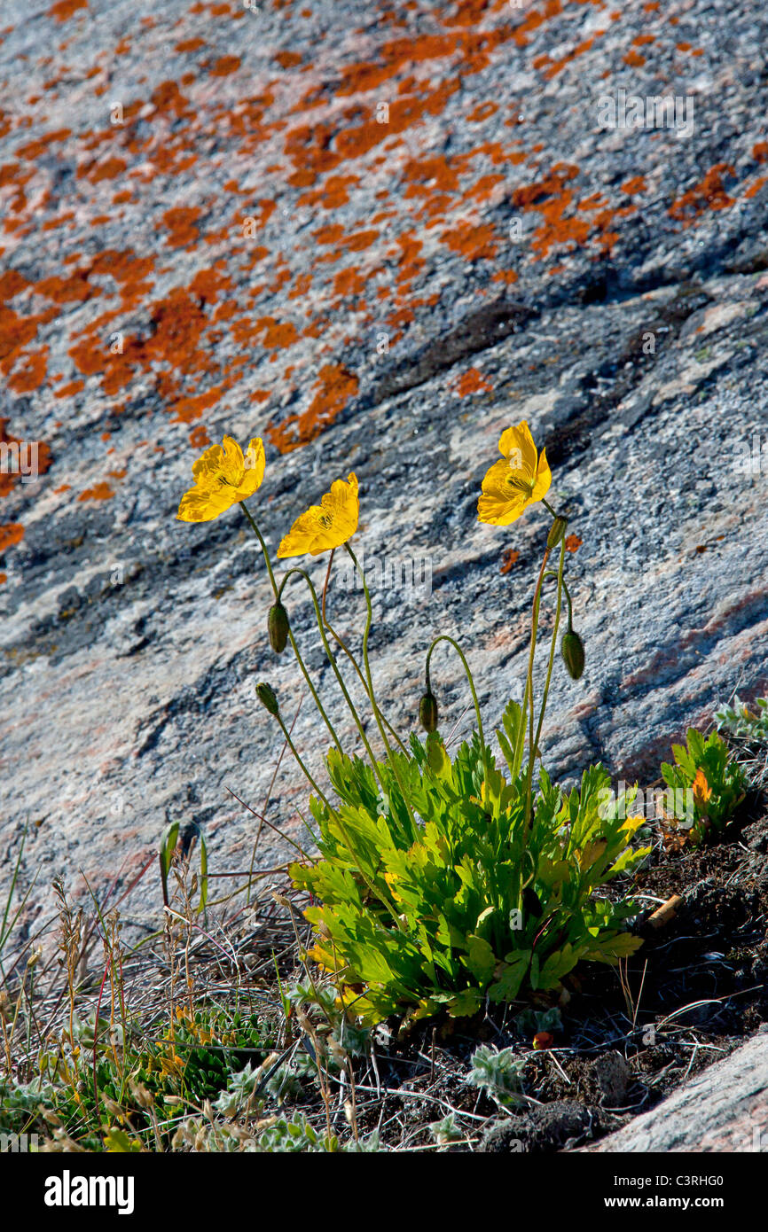Arktischer Mohn (Papaver Radicatum) Blüte auf rock, Disko-Bucht, West ...