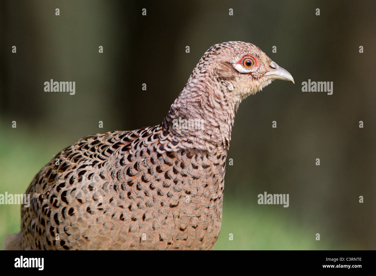 Hen pheasant -Fotos und -Bildmaterial in hoher Auflösung – Alamy