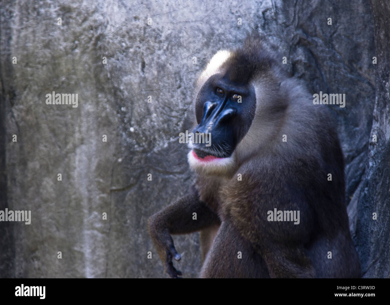 Paviane sind afrikanische und arabische alte Welt Affen Stockfotografie ...