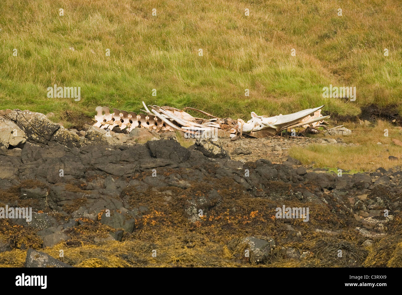 Walskelett schottland -Fotos und -Bildmaterial in hoher Auflösung – Alamy