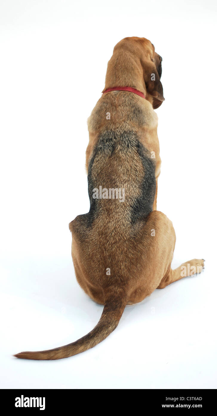 Der bluthund -Fotos und -Bildmaterial in hoher Auflösung – Alamy