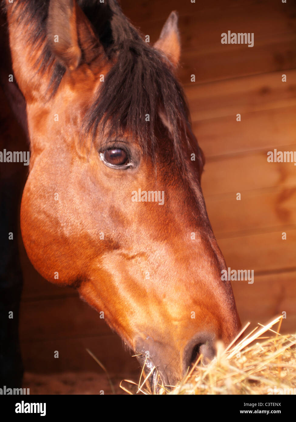 Pferd essen -Fotos und -Bildmaterial in hoher Auflösung – Alamy