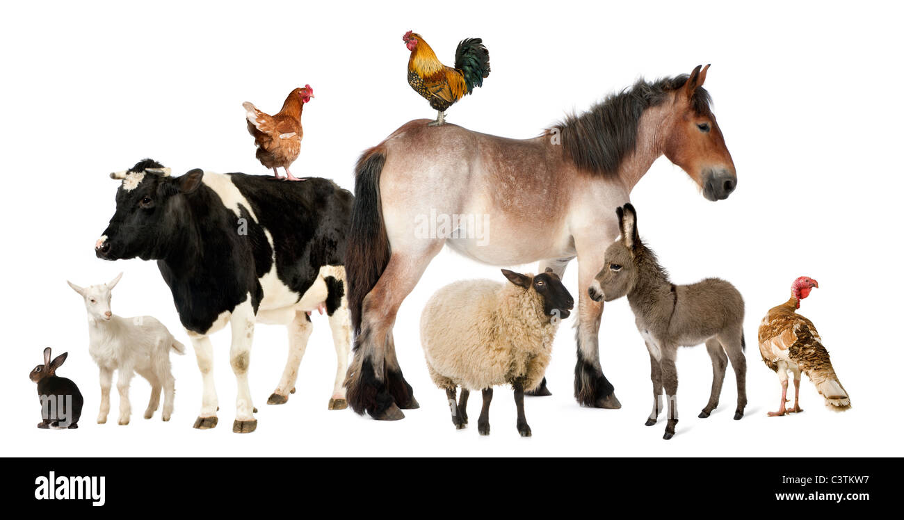 Tiere im weltall -Fotos und -Bildmaterial in hoher Auflösung - Seite 2 ...