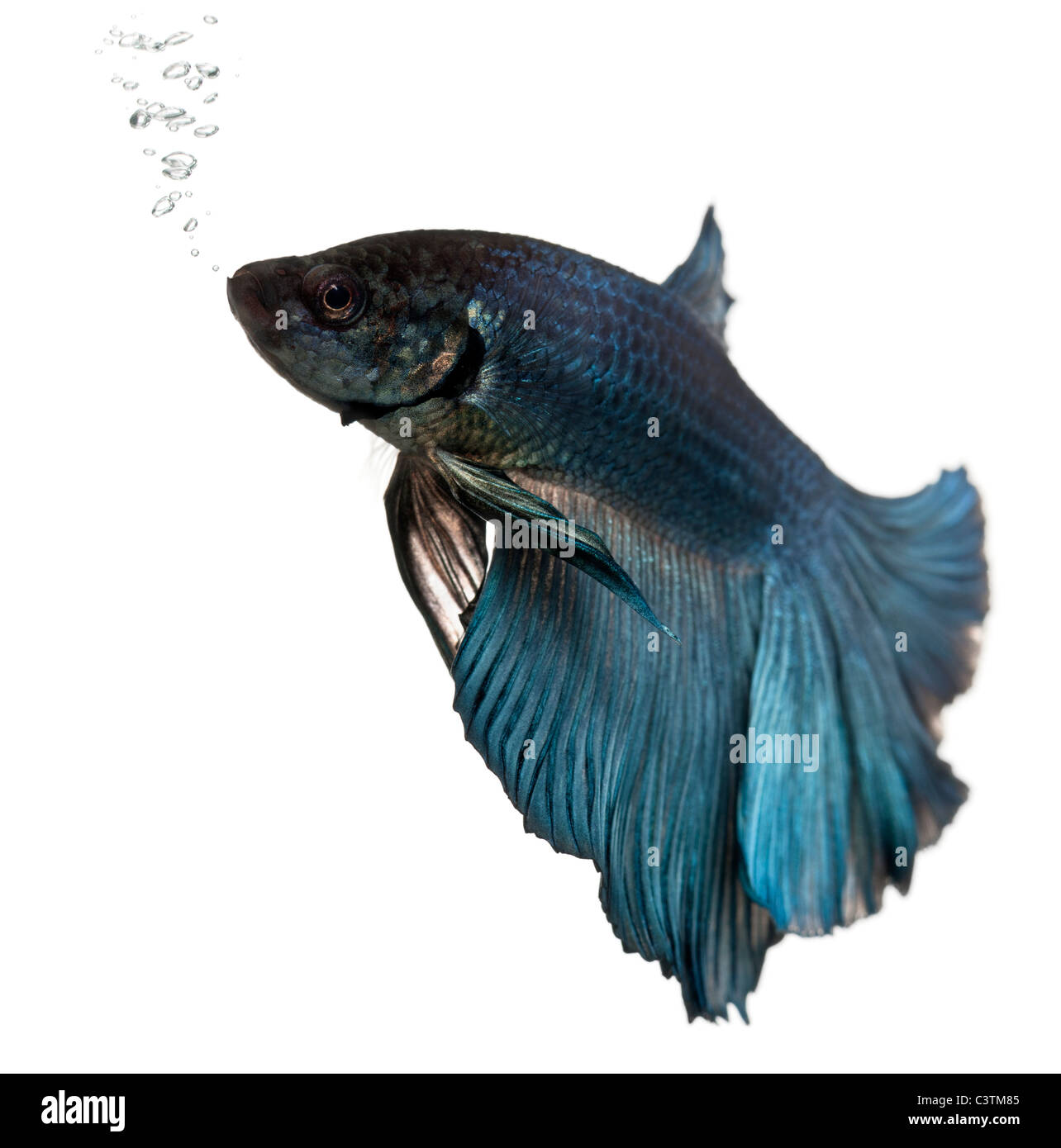 Blaue siamesische Kampffische Betta Splendens, Schwimmen vor weißem ...