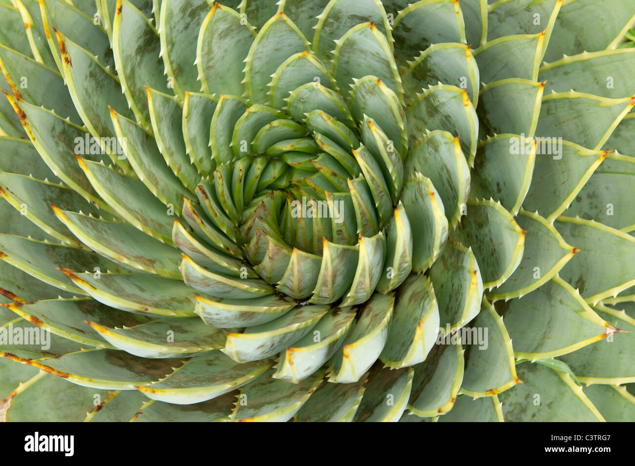 Spirale Aloe, Aloe Polyphylla ist Lesotho Nationalpflanze, Basotho ...