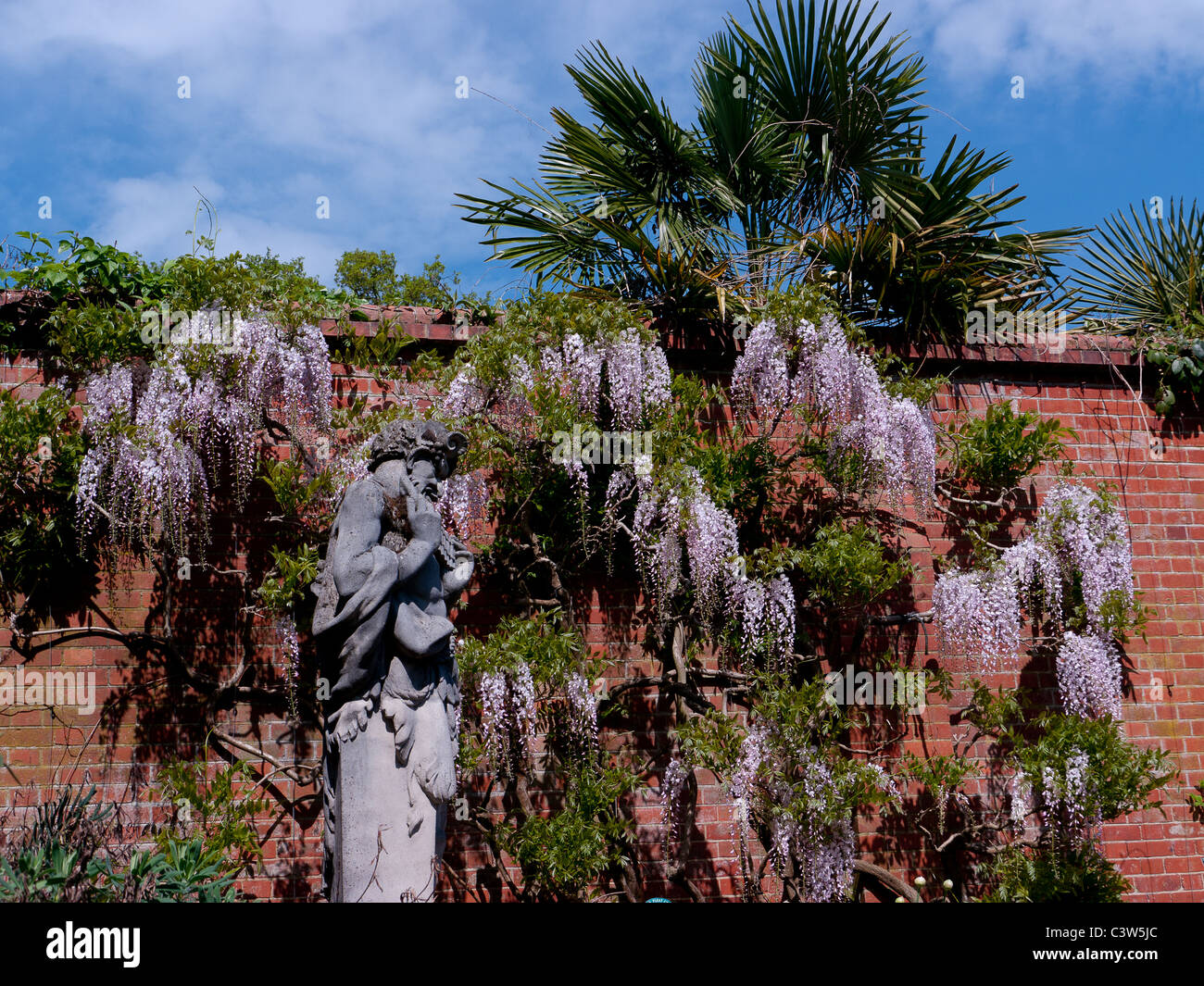 Glyzinien in wisley -Fotos und -Bildmaterial in hoher Auflösung – Alamy