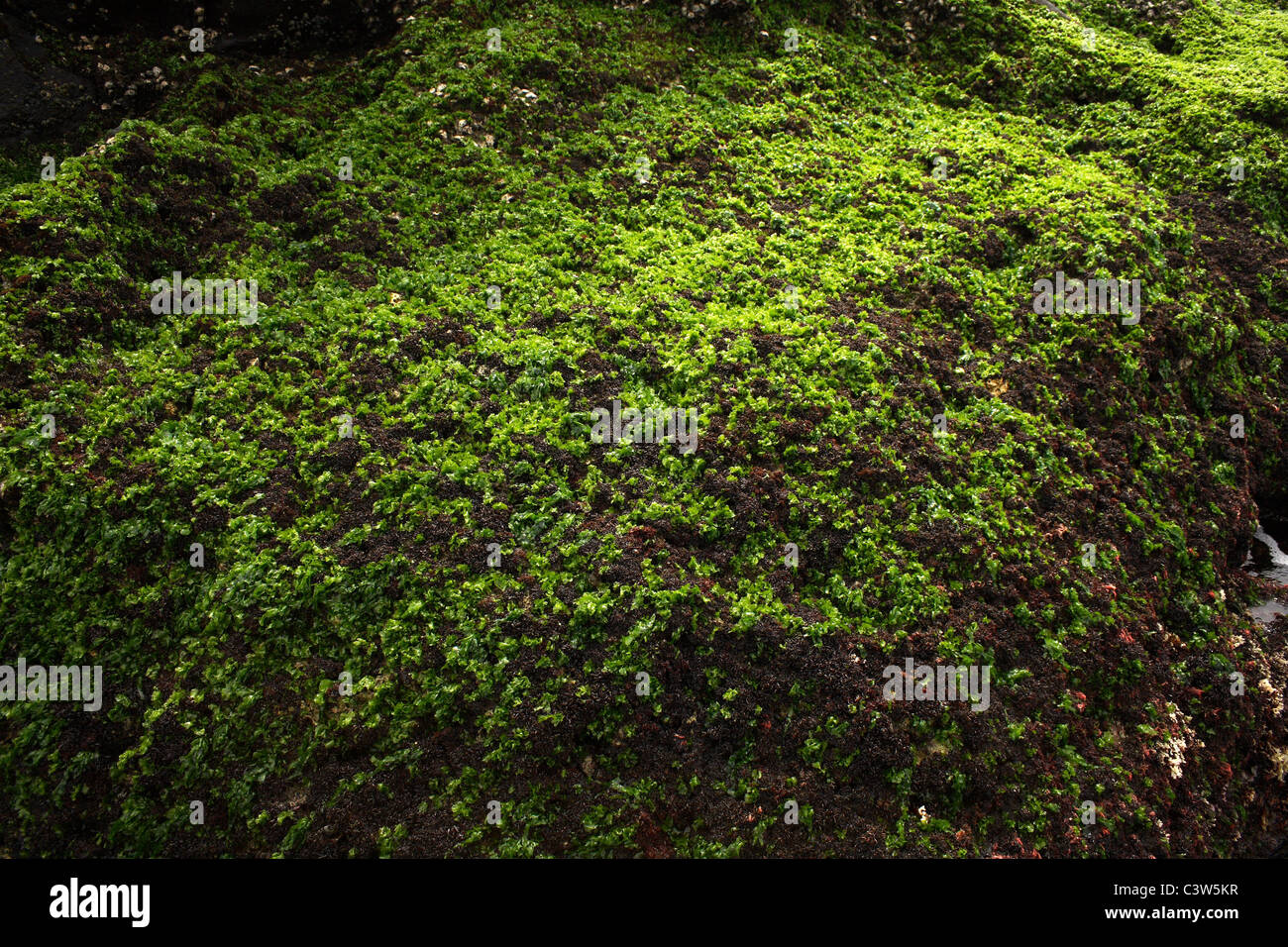 Essbares seegras -Fotos und -Bildmaterial in hoher Auflösung – Alamy
