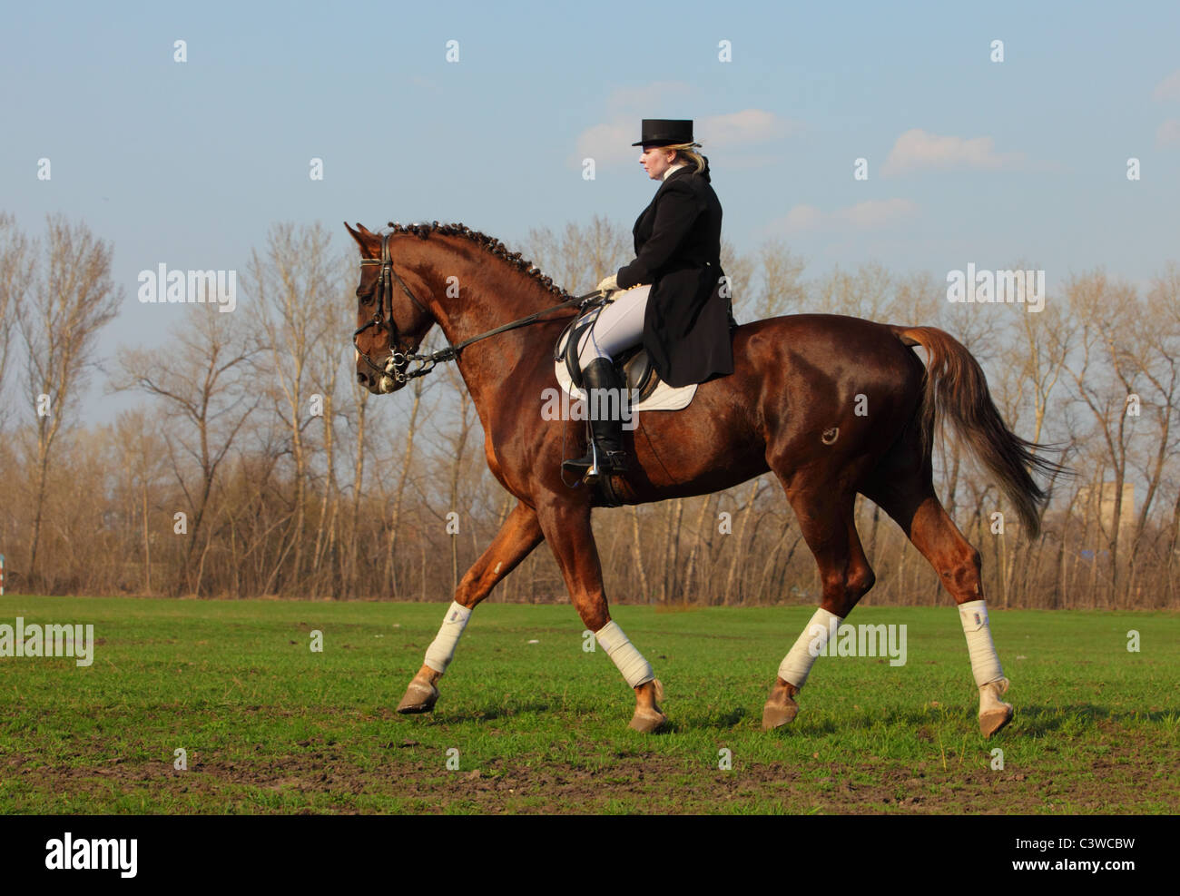 Pferdesport dressur -Fotos und -Bildmaterial in hoher Auflösung – Alamy