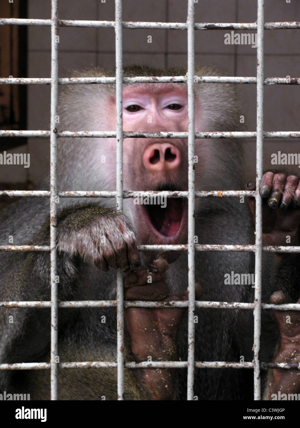 Affe im zoo -Fotos und -Bildmaterial in hoher Auflösung – Alamy