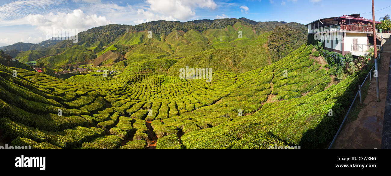 Tee pflanzen pflanzen plantage -Fotos und -Bildmaterial in hoher ...