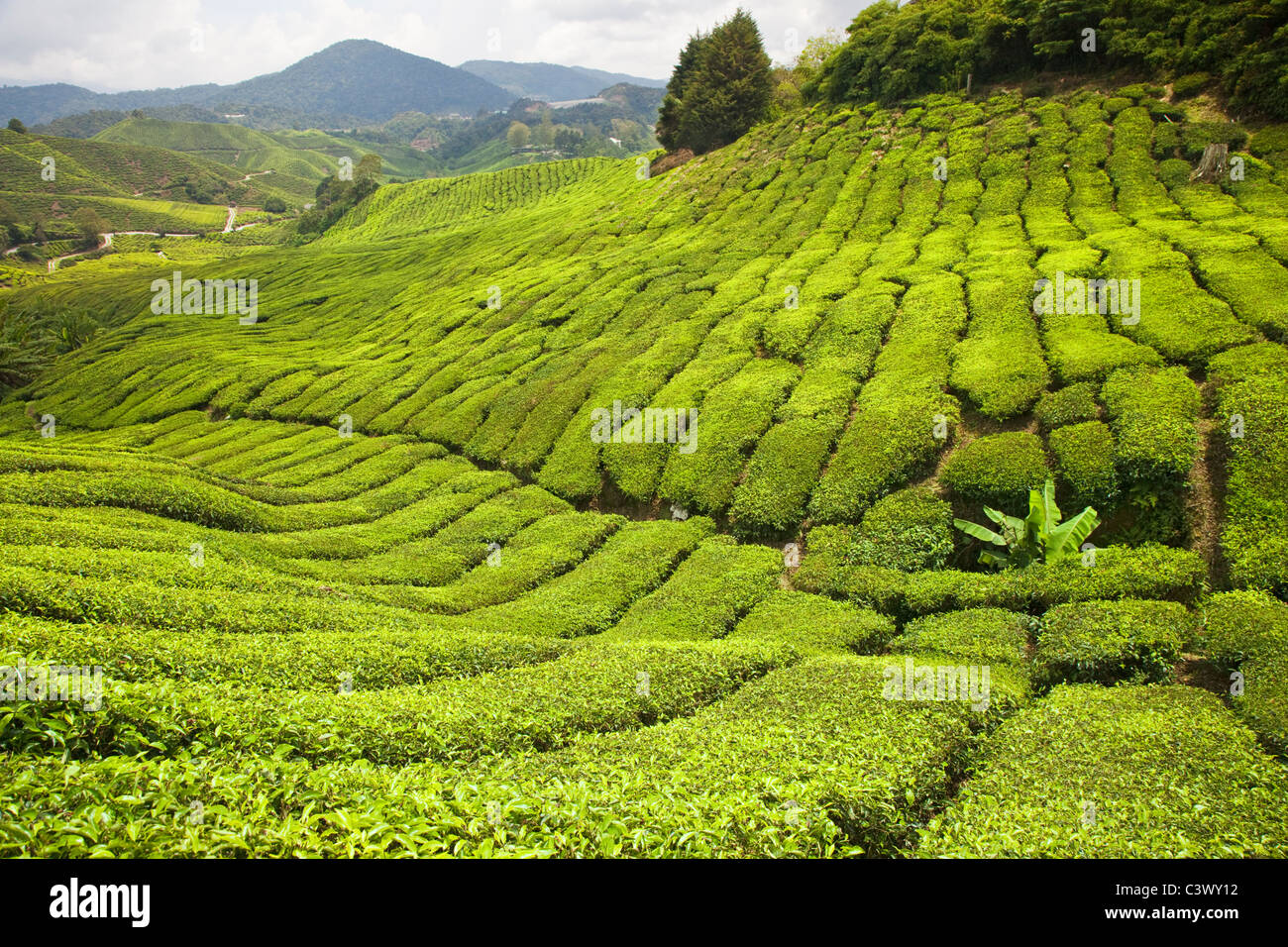 Teeplantagen malaysia -Fotos und -Bildmaterial in hoher Auflösung – Alamy