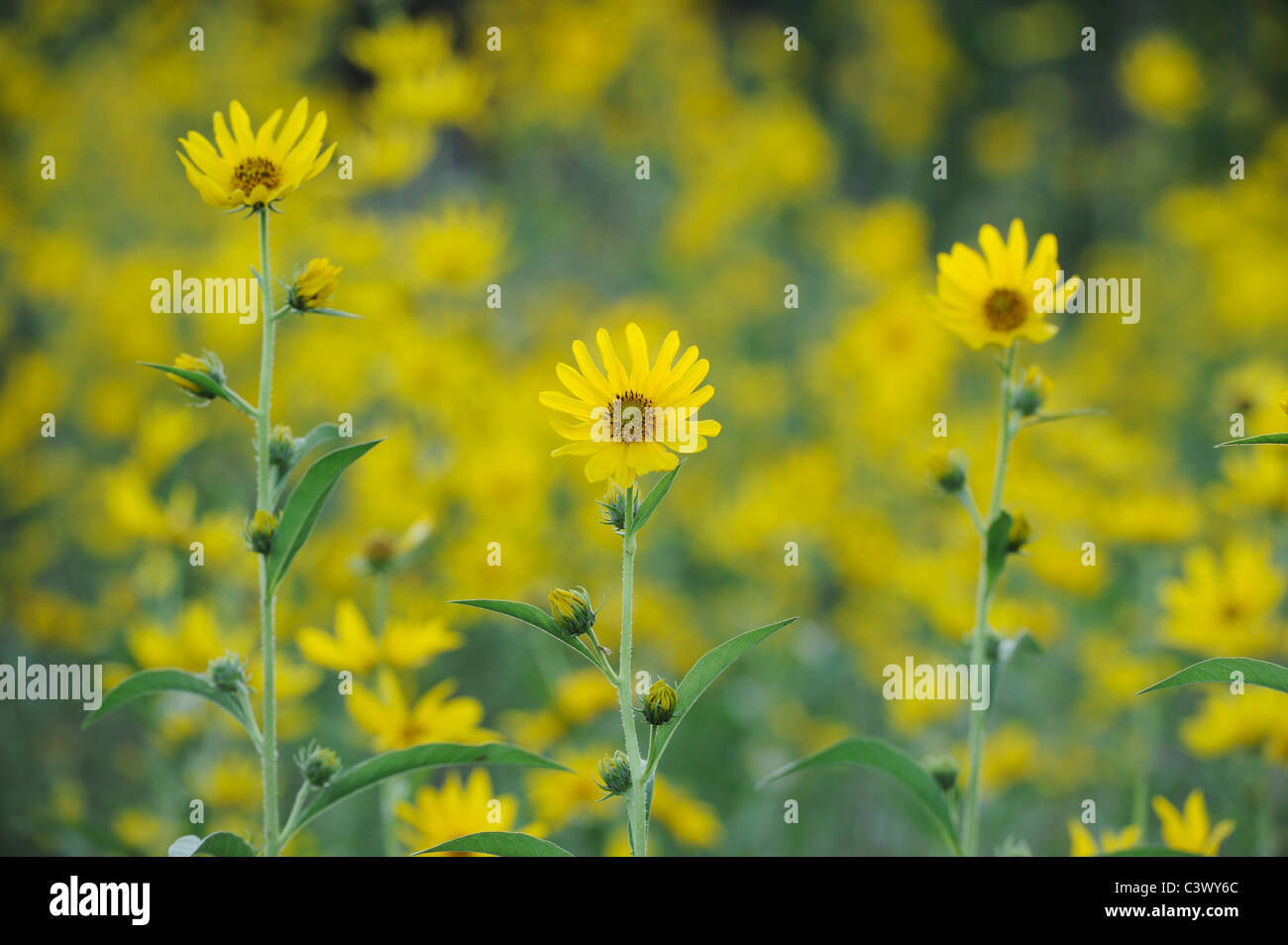 Mehrere gelbe wildblumen -Fotos und -Bildmaterial in hoher Auflösung ...