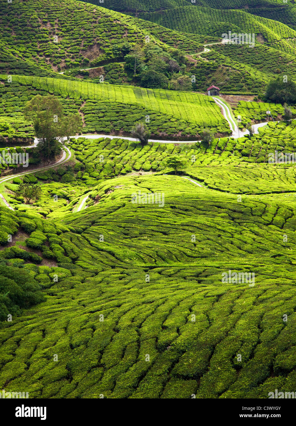 Teeplantagen malaysia -Fotos und -Bildmaterial in hoher Auflösung – Alamy