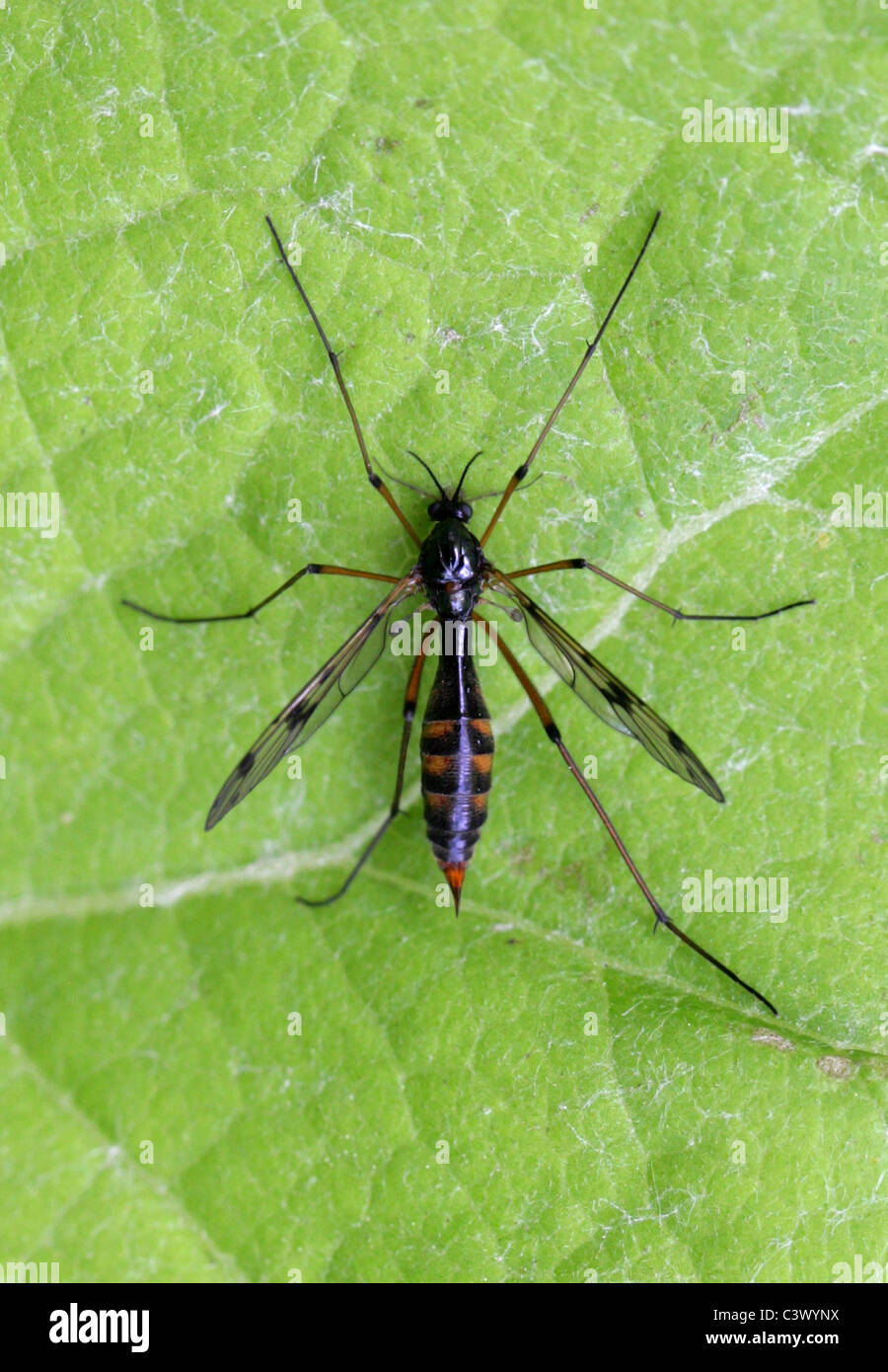 Phantom Schnake, Ptychoptera Contaminata, Ptychopteridae, Diptera. Sy ...